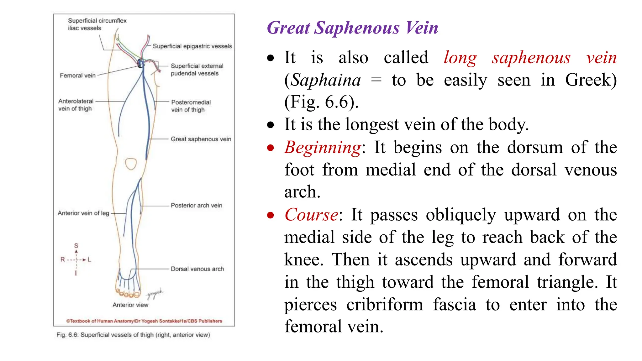 Chapter 6 Front of the thigh I Fascia and Muscles.pptx