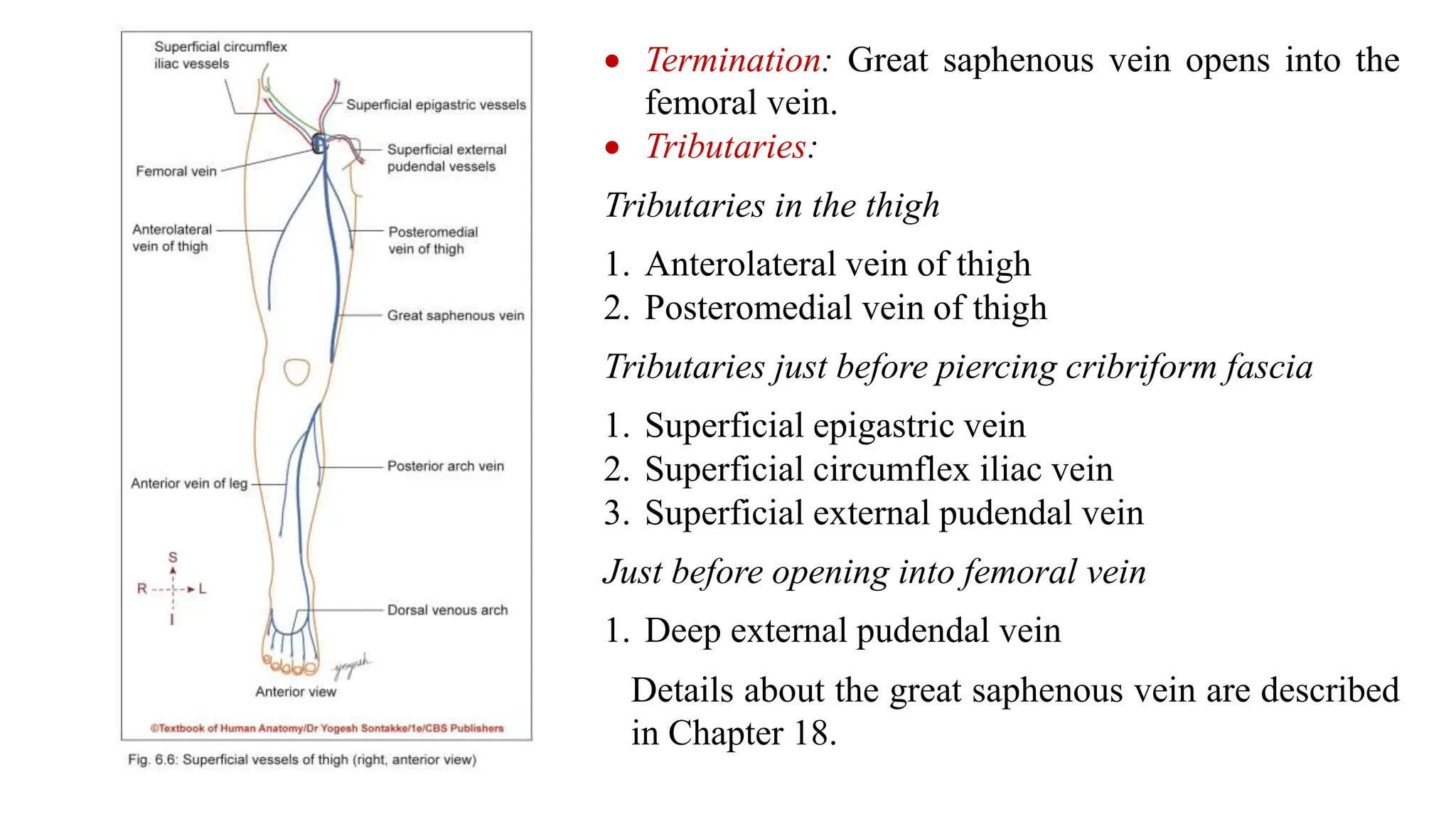 Chapter 6 Front of the thigh I Fascia and Muscles.pptx