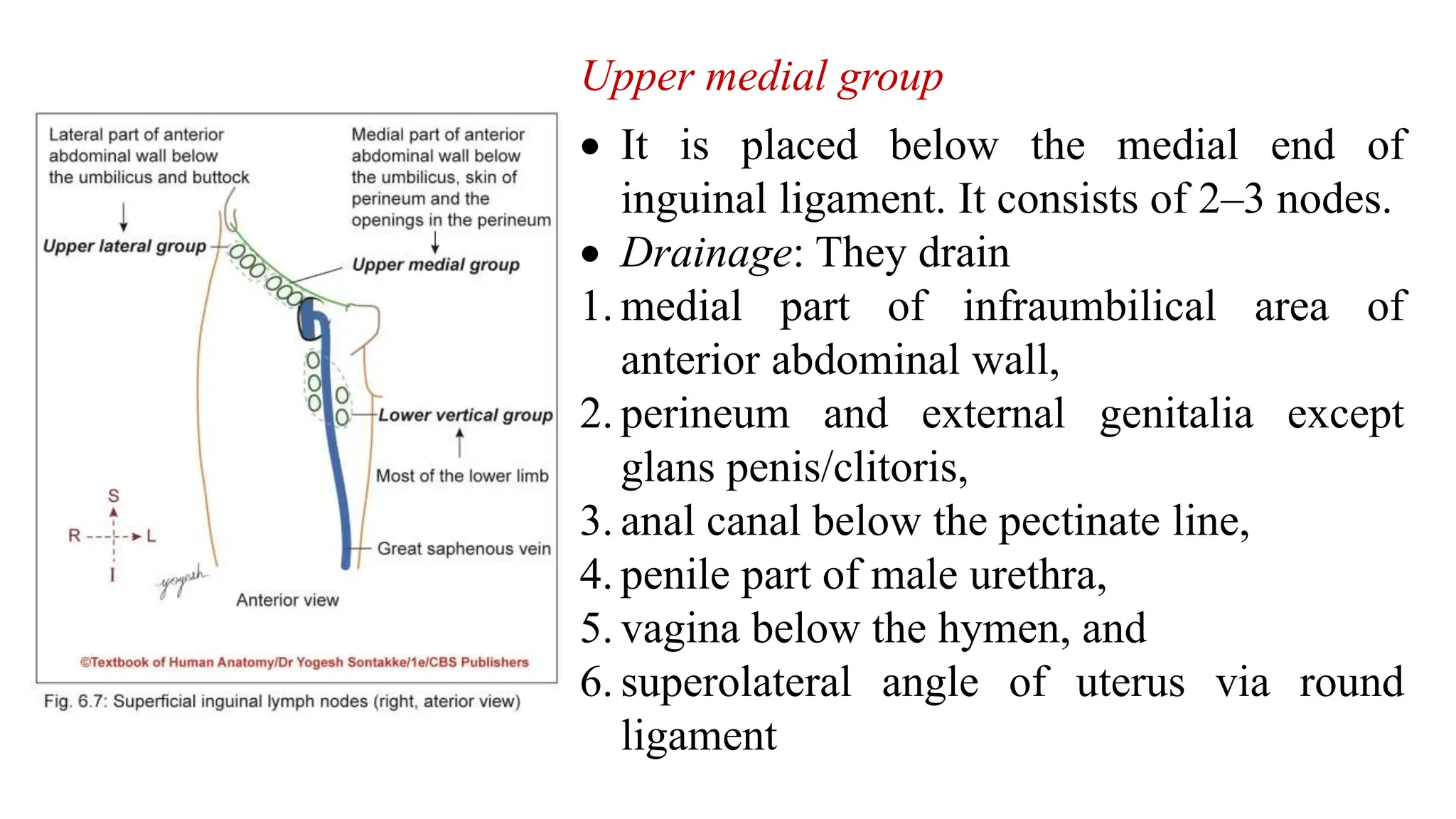 Chapter 6 Front of the thigh I Fascia and Muscles.pptx