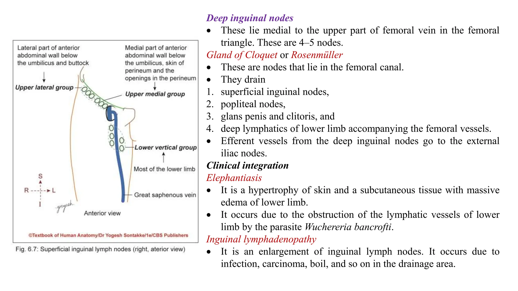 Chapter 6 Front of the thigh I Fascia and Muscles.pptx