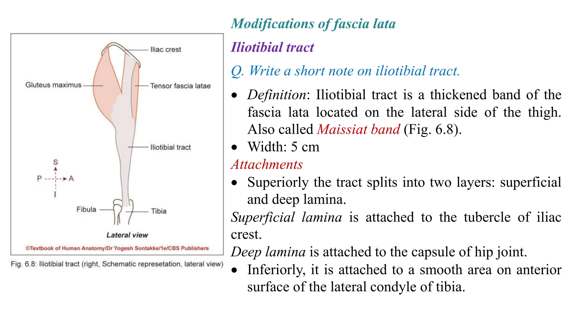 Chapter 6 Front of the thigh I Fascia and Muscles.pptx