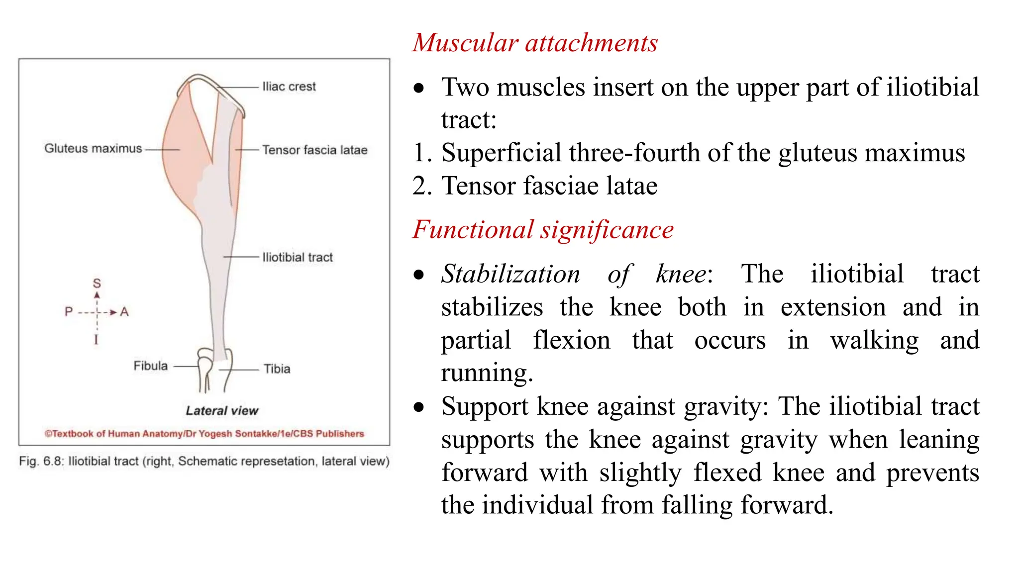 Chapter 6 Front of the thigh I Fascia and Muscles.pptx