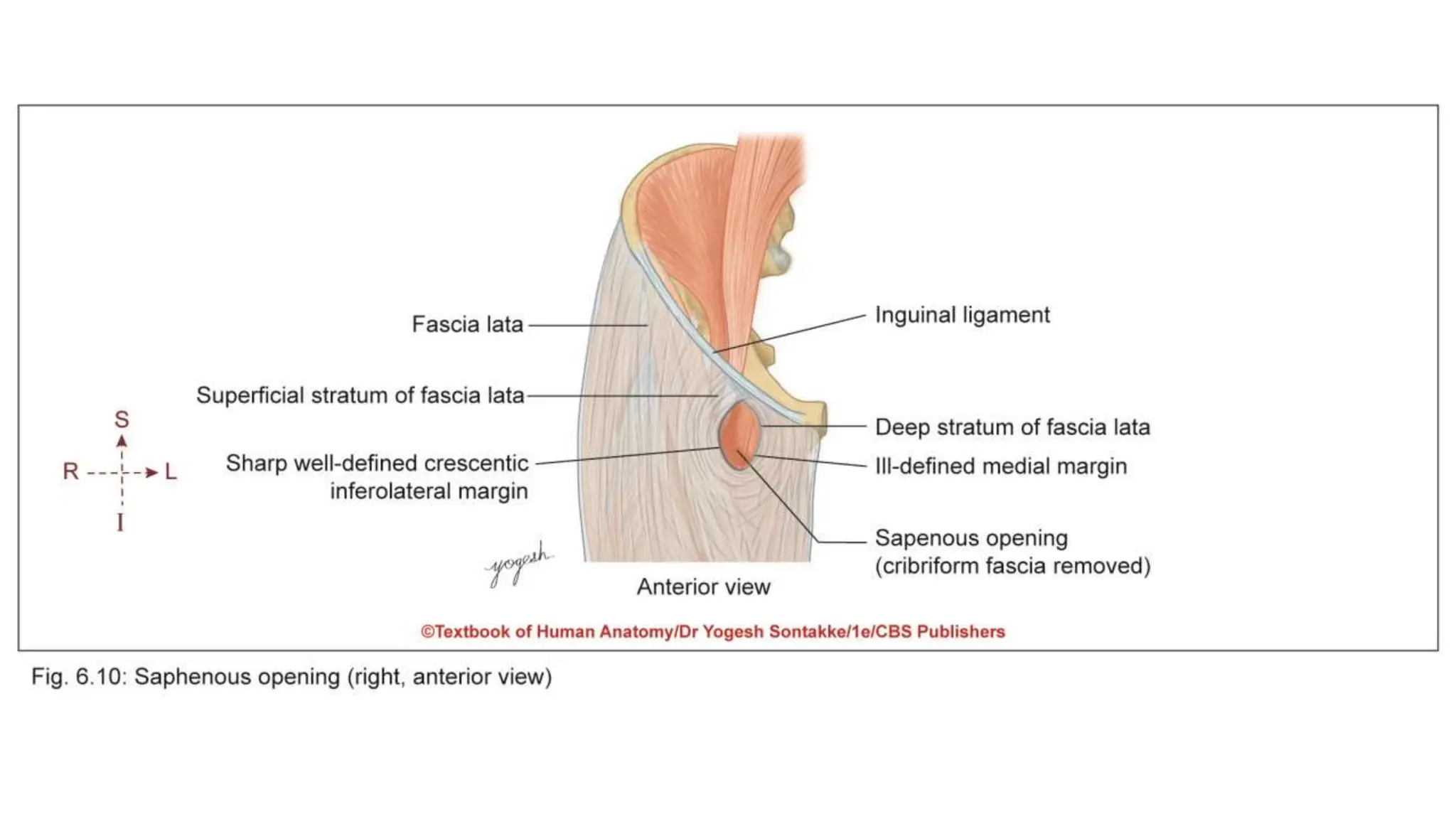 Chapter 6 Front of the thigh I Fascia and Muscles.pptx