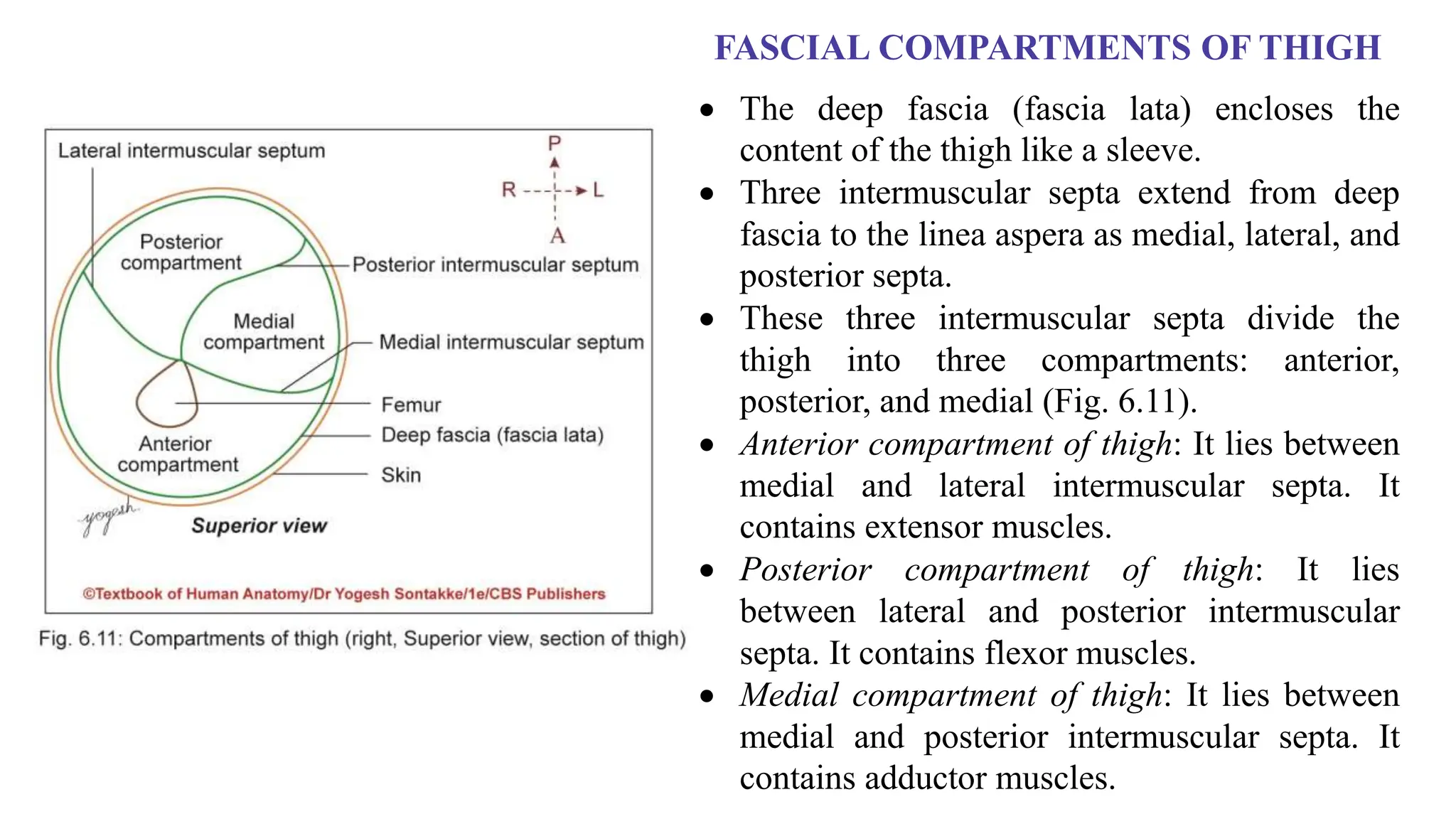 Chapter 6 Front of the thigh I Fascia and Muscles.pptx