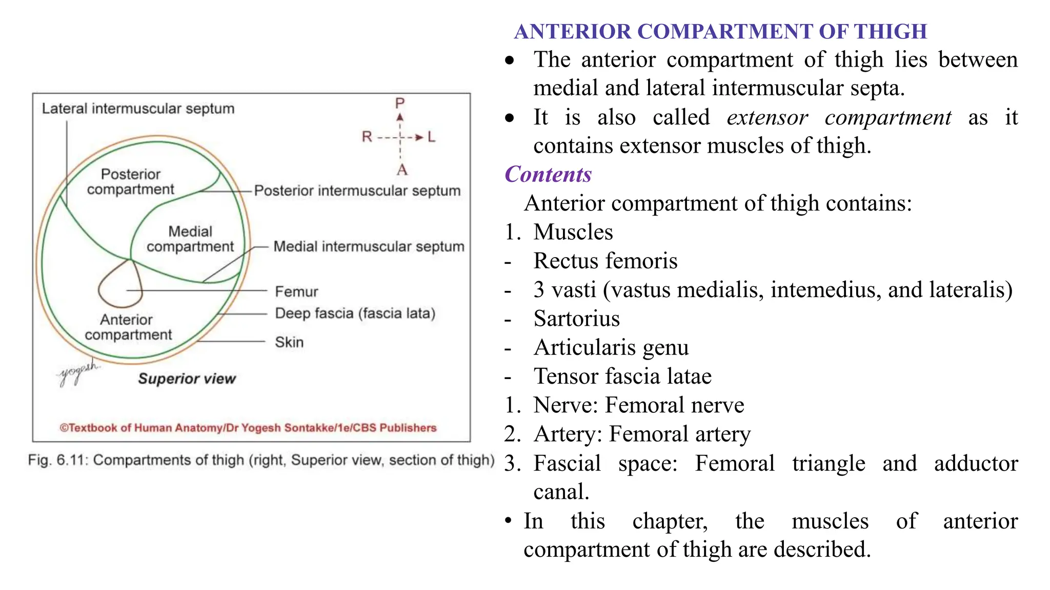 Chapter 6 Front of the thigh I Fascia and Muscles.pptx