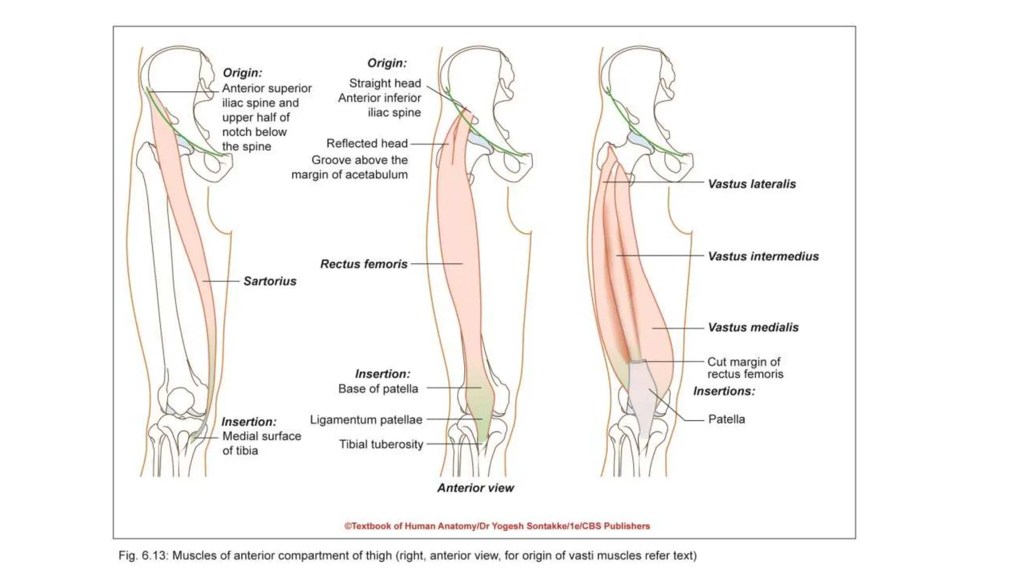 Chapter 6 Front of the thigh I Fascia and Muscles.pptx