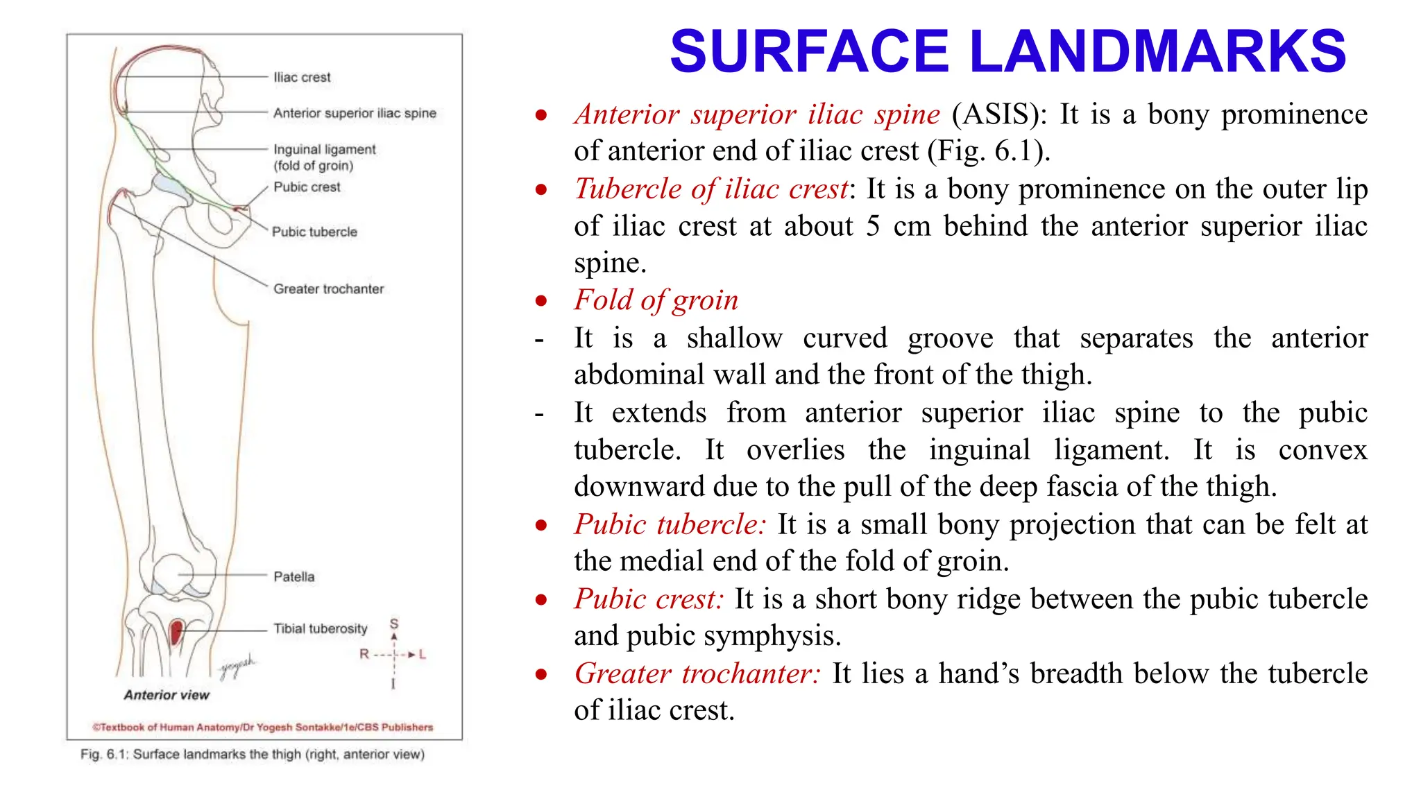 Chapter 6 Front of the thigh I Fascia and Muscles.pptx
