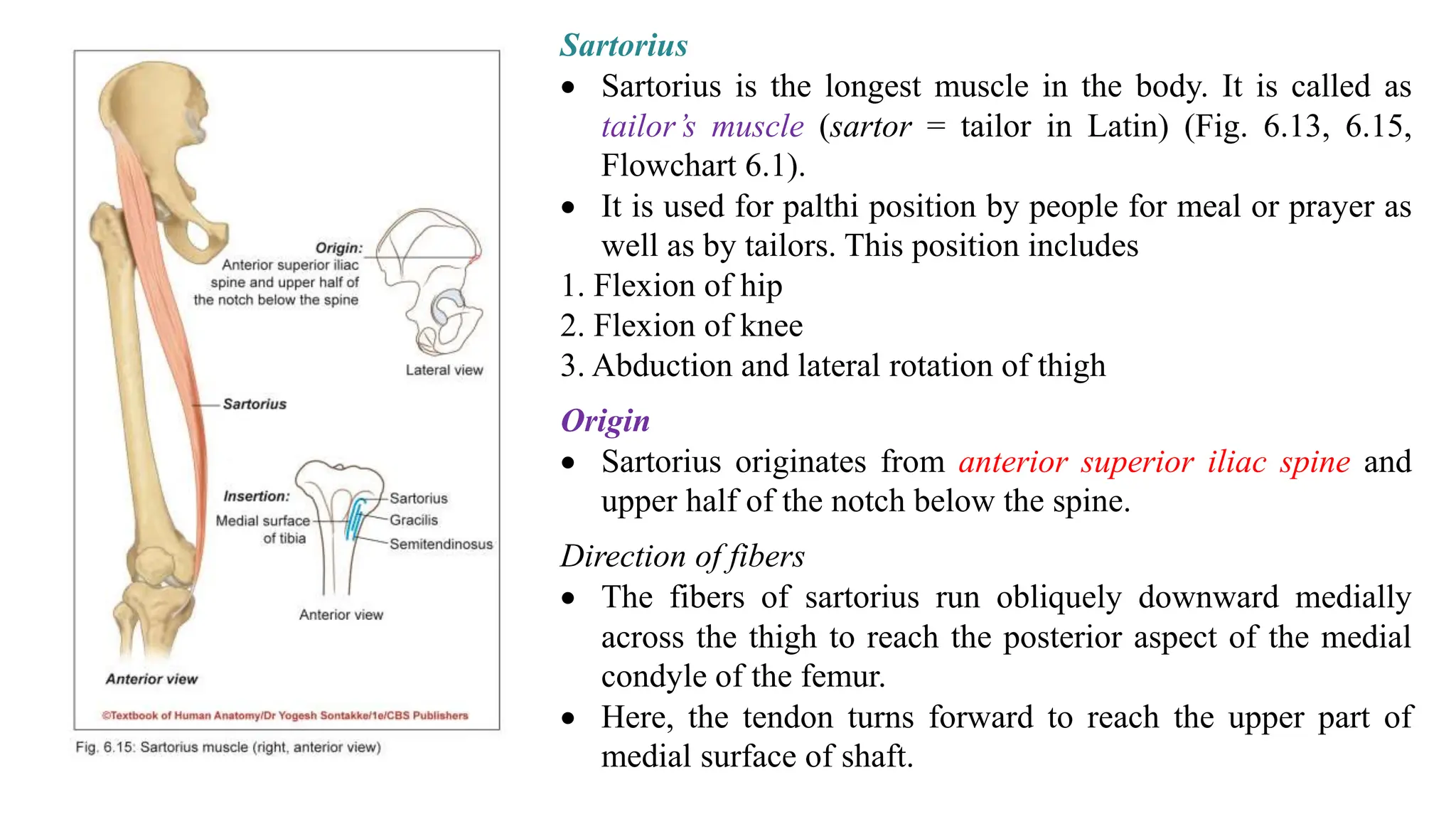 Chapter 6 Front of the thigh I Fascia and Muscles.pptx