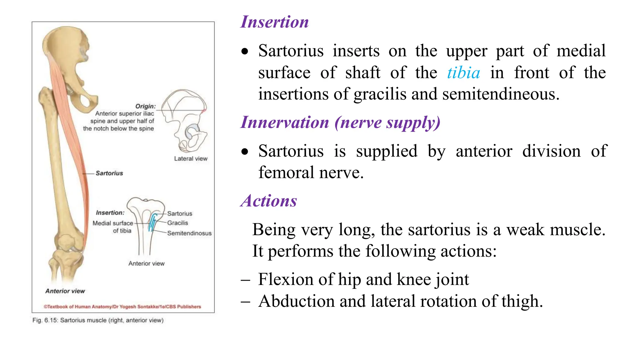 Chapter 6 Front of the thigh I Fascia and Muscles.pptx