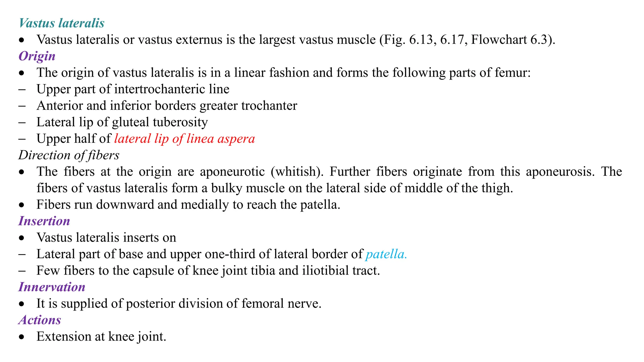 Chapter 6 Front of the thigh I Fascia and Muscles.pptx