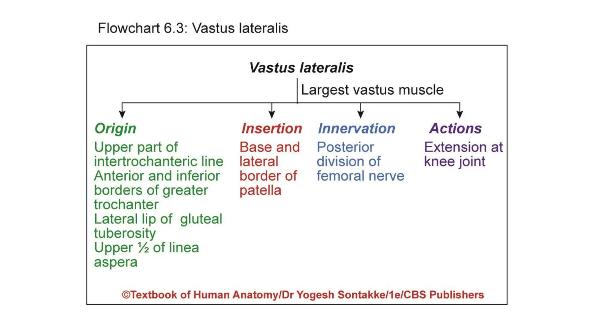 Chapter 6 Front of the thigh I Fascia and Muscles.pptx