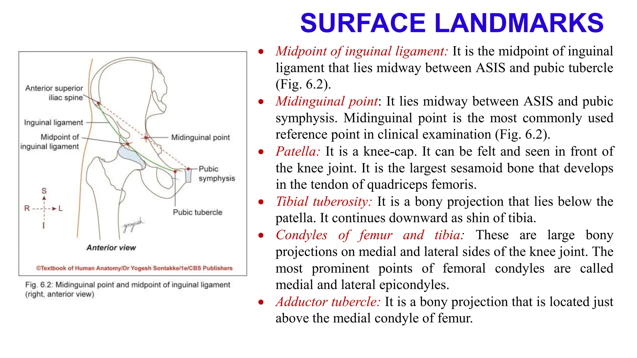 Chapter 6 Front of the thigh I Fascia and Muscles.pptx