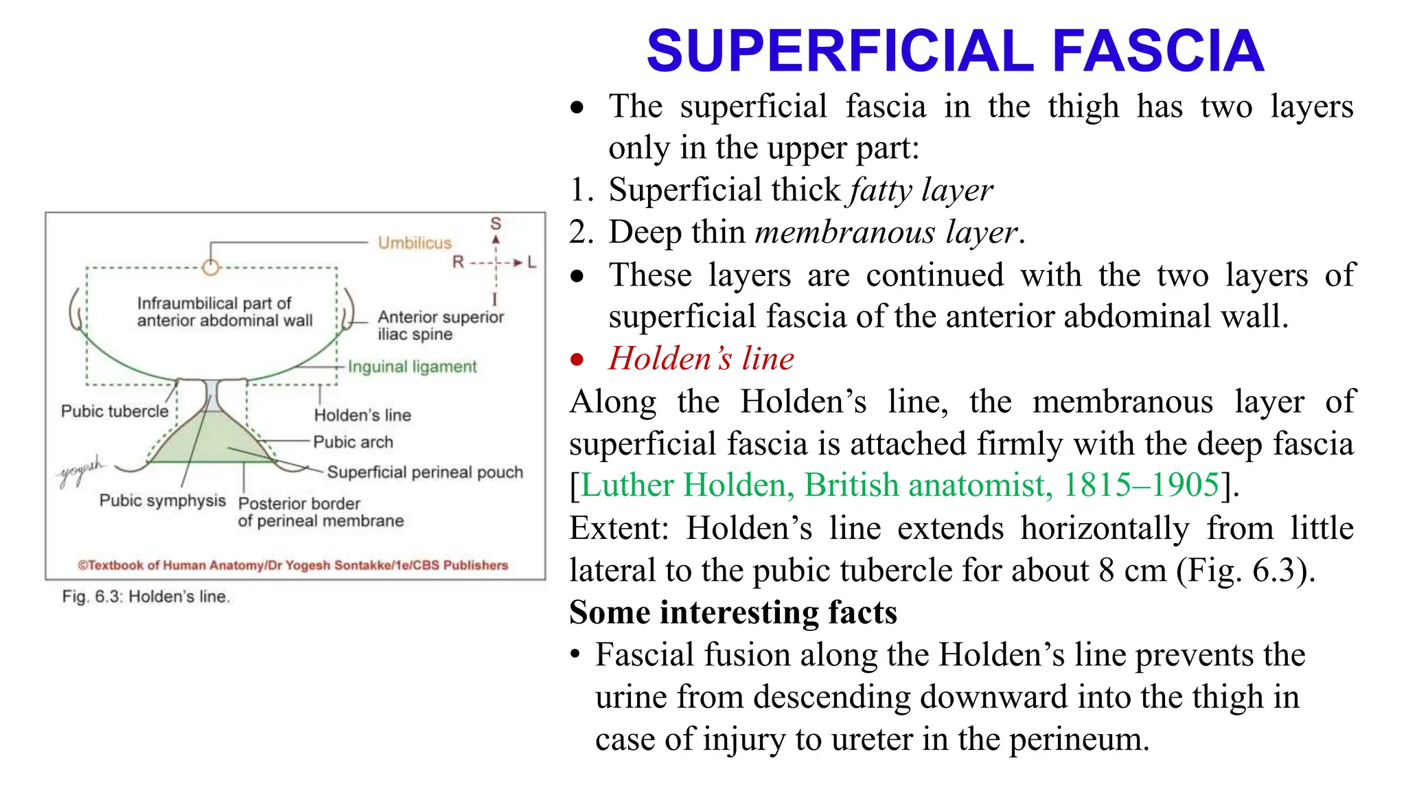 Chapter 6 Front of the thigh I Fascia and Muscles.pptx