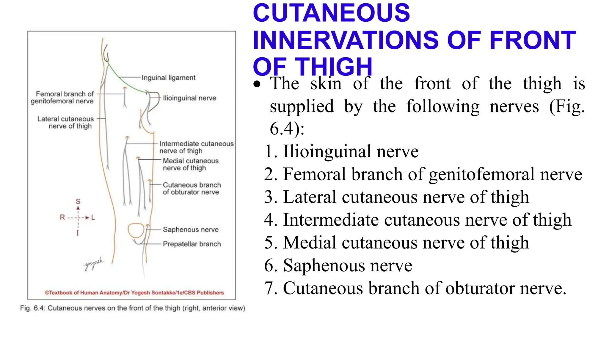 Chapter 6 Front of the thigh I Fascia and Muscles.pptx