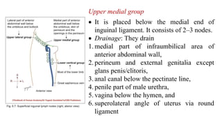 Chapter 6 Front of the thigh I Fascia and Muscles.pptx