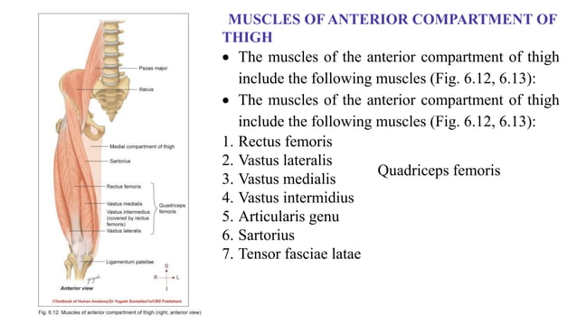 Chapter 6 Front of the thigh I Fascia and Muscles.pptx | Death, Injury ...