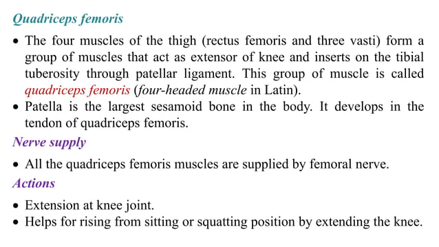 Chapter 6 Front of the thigh I Fascia and Muscles.pptx | Death, Injury ...