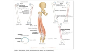 Chapter 6 Front of the thigh I Fascia and Muscles.pptx