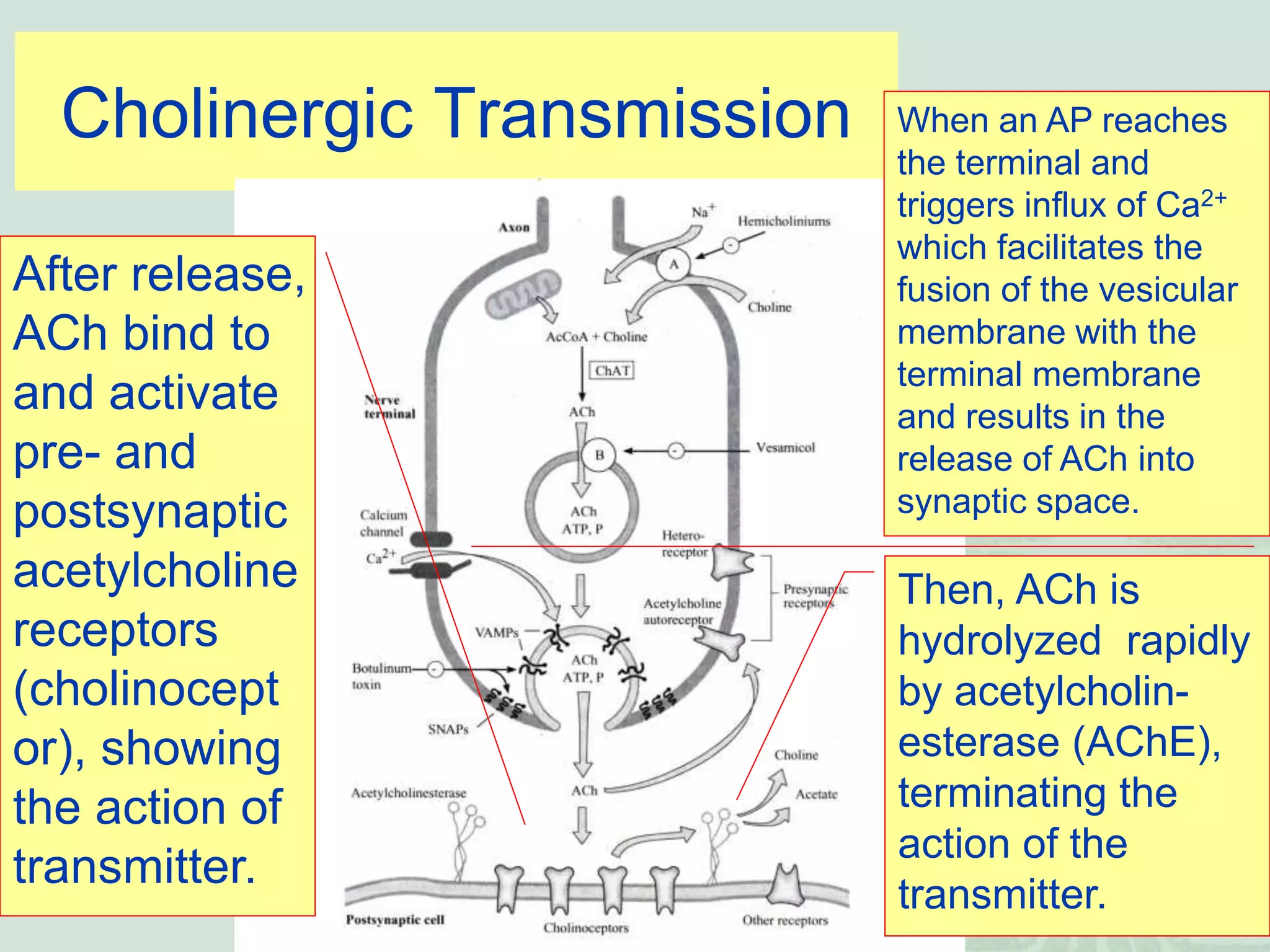 Chapter 6 Introduction to autonomic Pharmacology.ppt