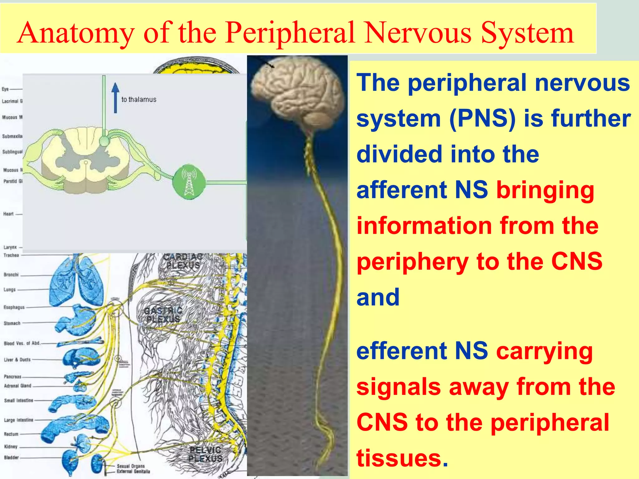 Chapter 6 Introduction to autonomic Pharmacology.ppt
