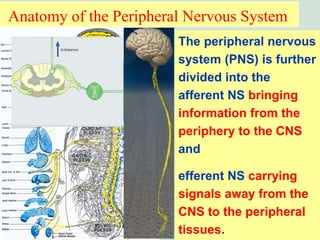 Chapter 6 Introduction to autonomic Pharmacology.ppt | Brain and ...