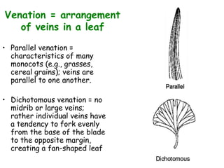 Chapter 6 Leaves.pptghjjkkftiidtiifgilfdyio | PPT