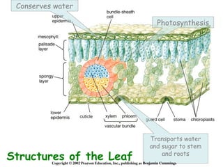 Chapter 6 Leaves Plant from and structures.pptx