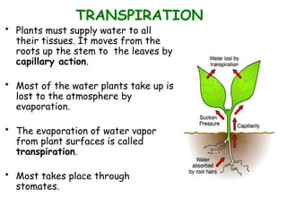 Chapter 6 Leaves Plant from and structures.pptx