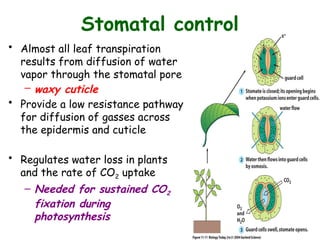 Chapter 6 Leaves Plant from and structures.pptx | Gardening | Home & Garden