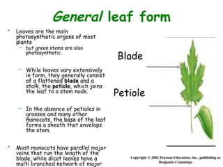 Chapter 6 Leaves Plant from and structures.pptx