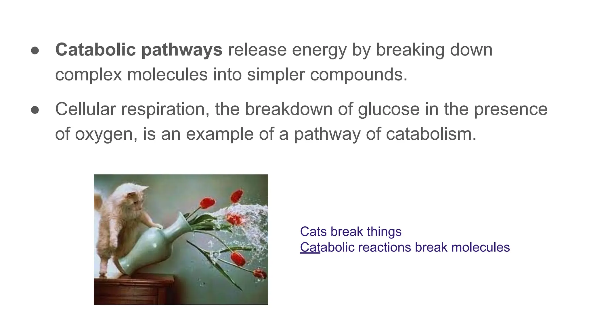 Biology Text Chapter 6 Lecture Slideshow | PDF