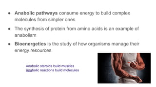 Biology Text Chapter 6 Lecture Slideshow | PDF | Chemistry | Science