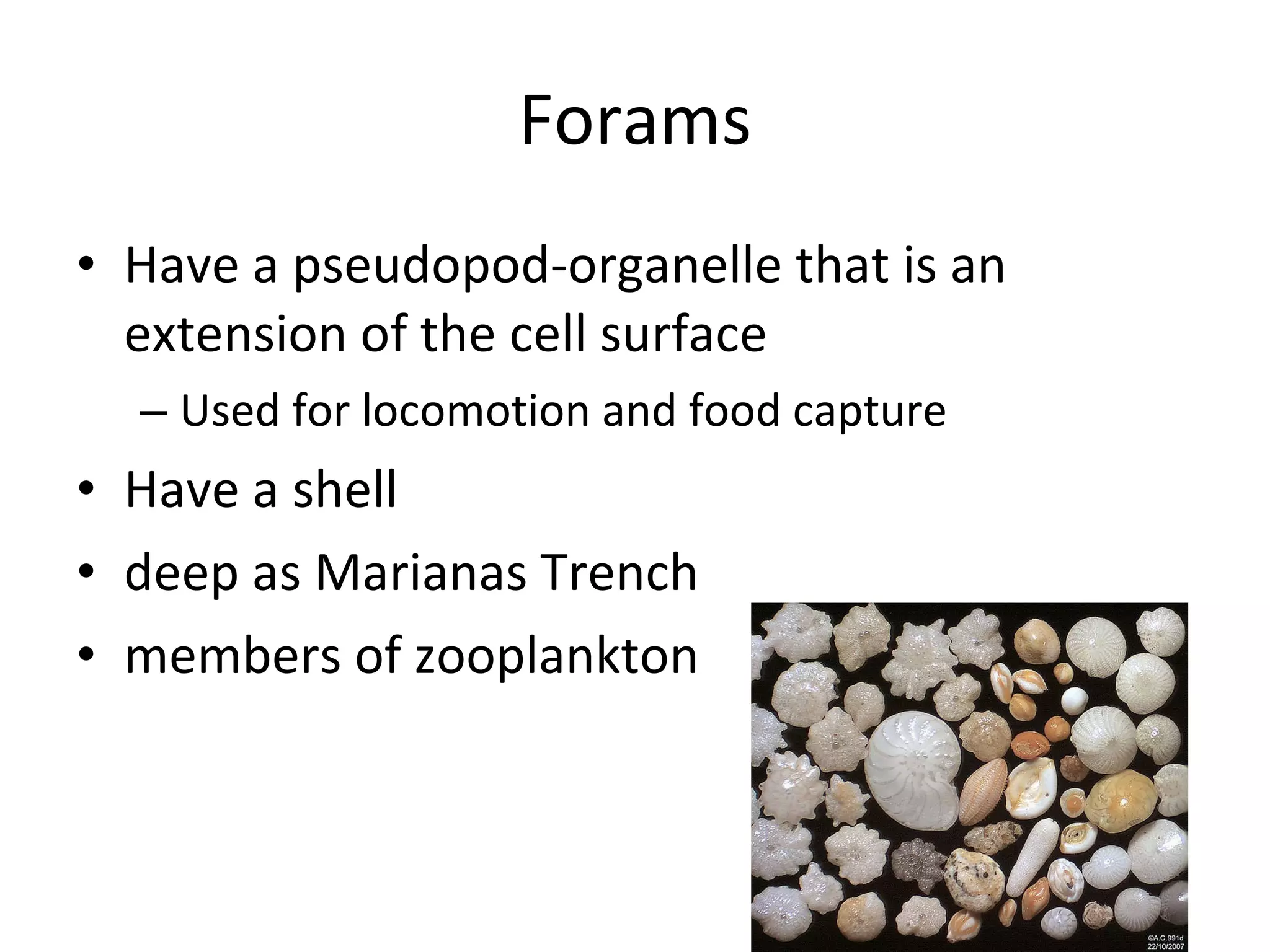 Chapter 6 marine microbes | PPT
