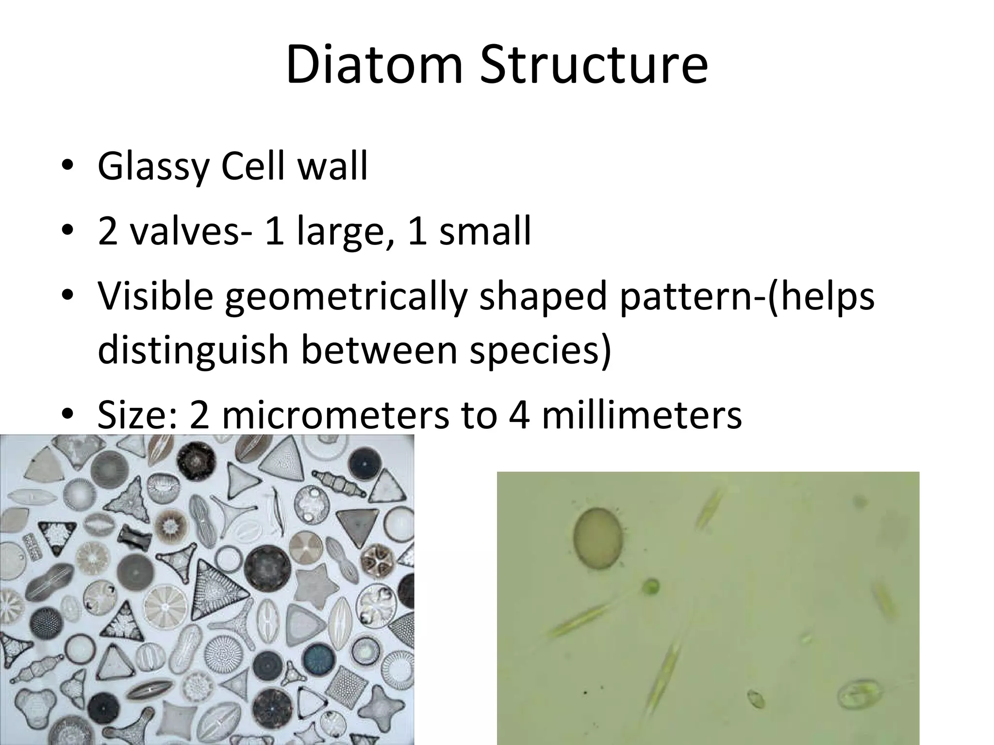 Chapter 6 marine microbes | PPT