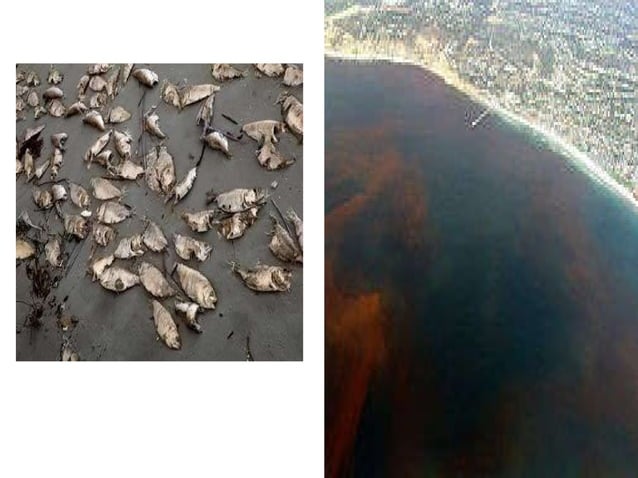 Chapter 6 marine microbes | PPT