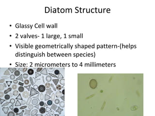 Chapter 6 marine microbes | PPT