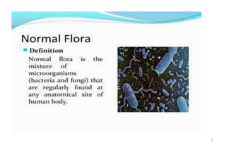Chapter 6 Normal flora.pptx bacteriology 1 | PPT