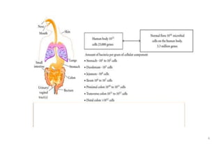 Chapter 6 Normal flora.pptx bacteriology 1 | PPT