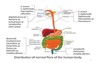 Chapter 6 Normal flora.pptx bacteriology 1 | PPT