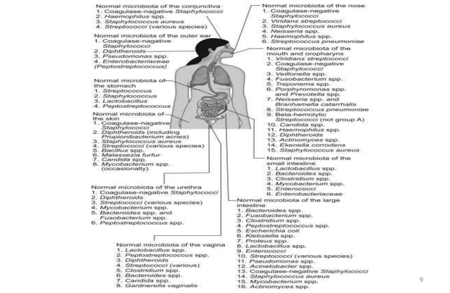 Chapter 6 Normal flora.pptx bacteriology 1 | PPT