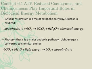 AP Biology Chapter 6 notes Photosynthesis and Respiration | PPTX