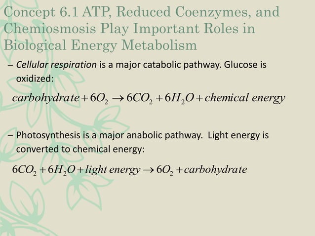 AP Biology Chapter 6 notes Photosynthesis and Respiration | PPT