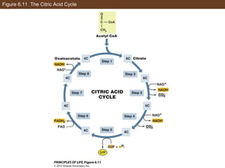 Photosynthesis And Respiration In Plants Masteringbiology