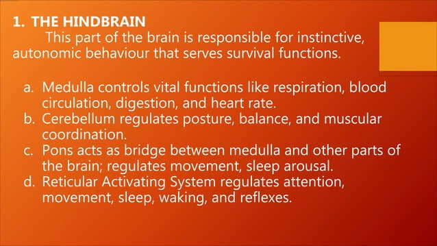 Chapter 6 THE POWERS OF THE BRAIN | PPTX | Brain and Nervous System ...