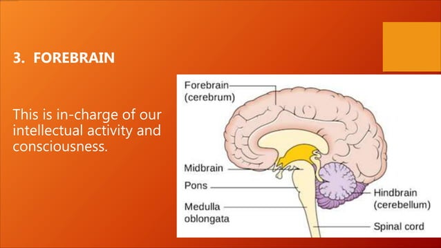 Chapter 6 THE POWERS OF THE BRAIN | PPTX | Brain and Nervous System ...