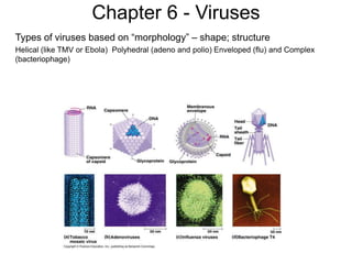 Chapter 6 ppt.ppt
