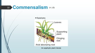 Chapter 6 principles of ecology | PPTX