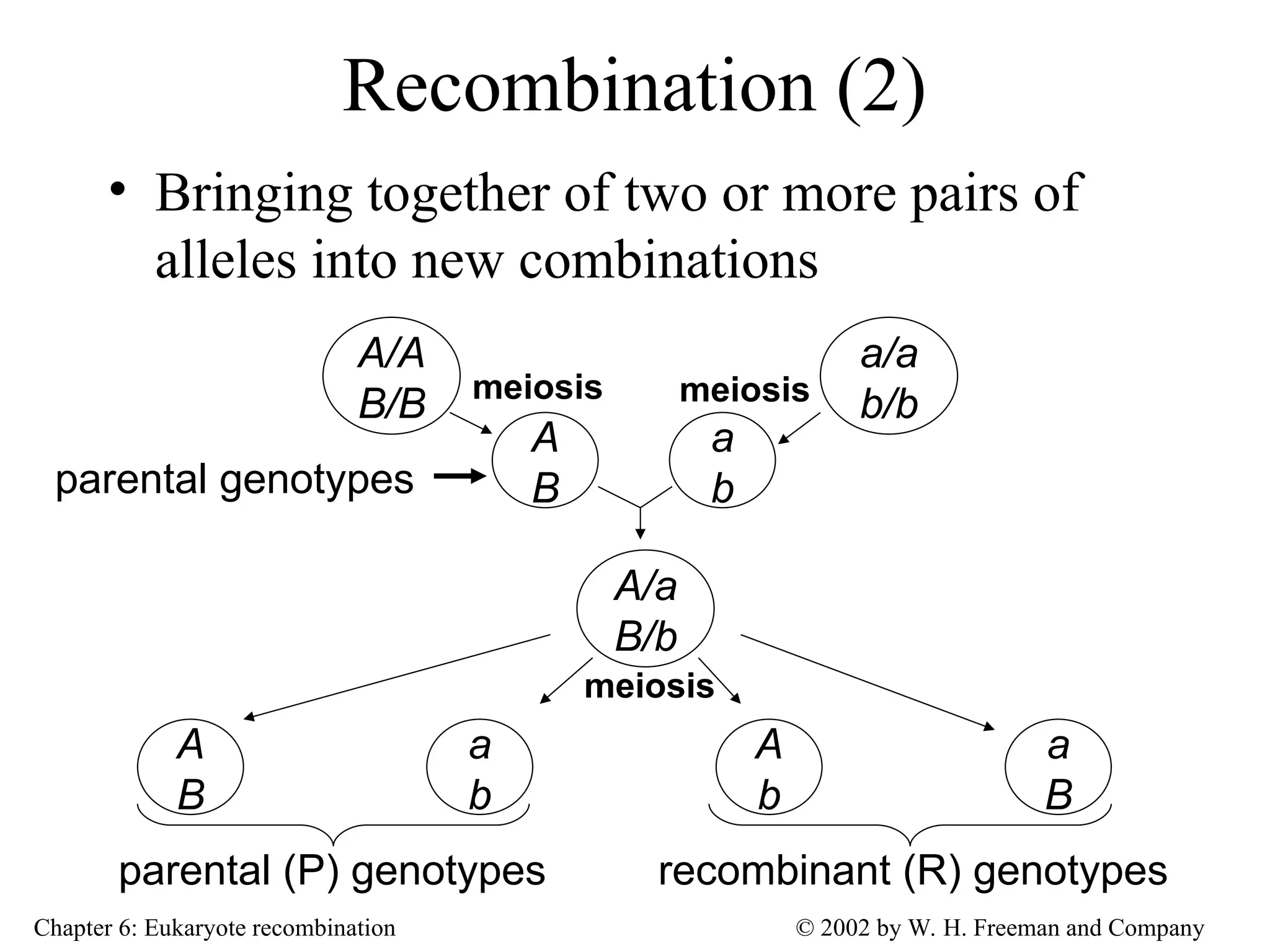 Chapter6_GeneticRecombinationEukaryotes.ppt