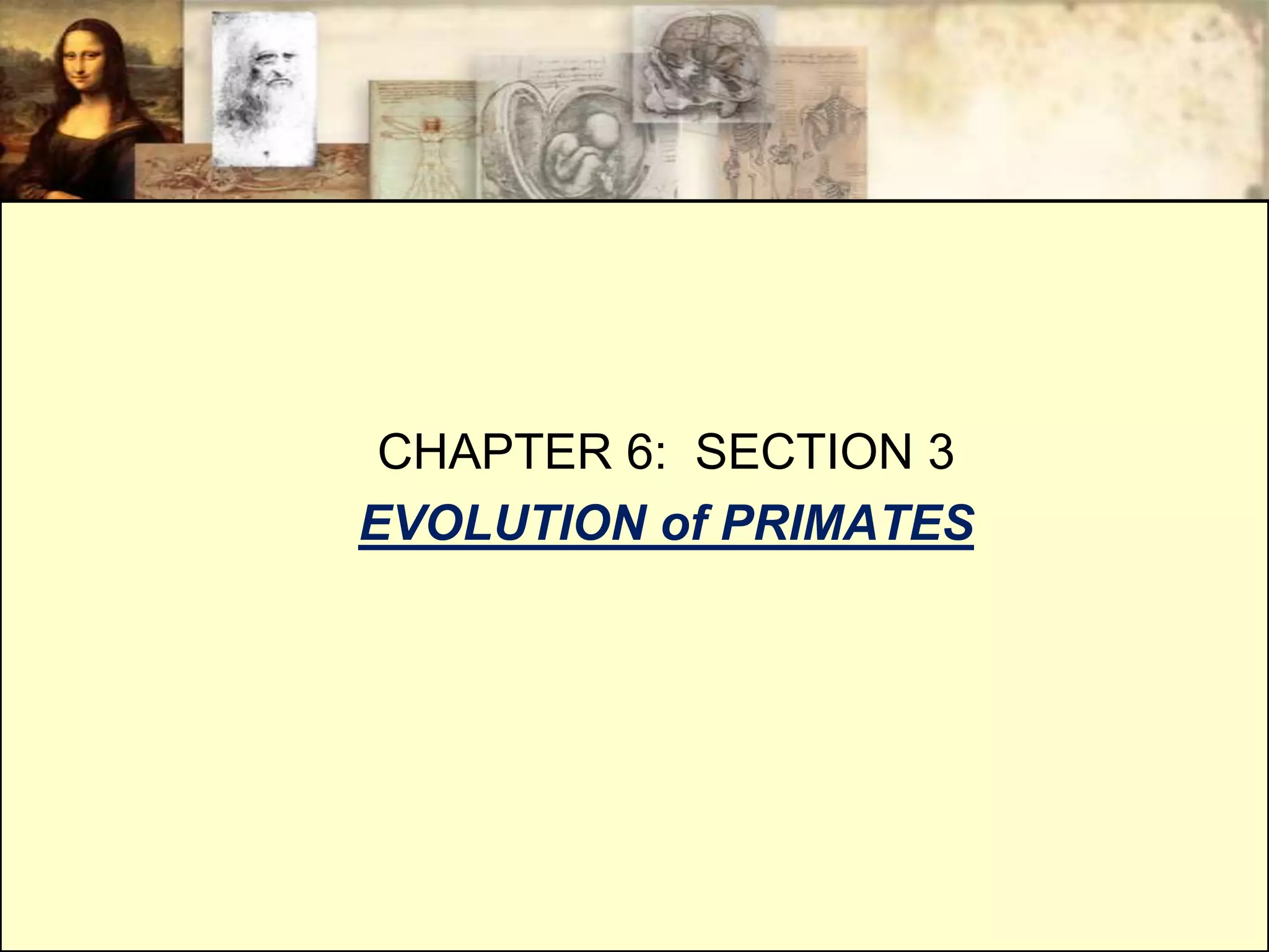 Chapter 6 section 3 (evolution of primates) | PPTX