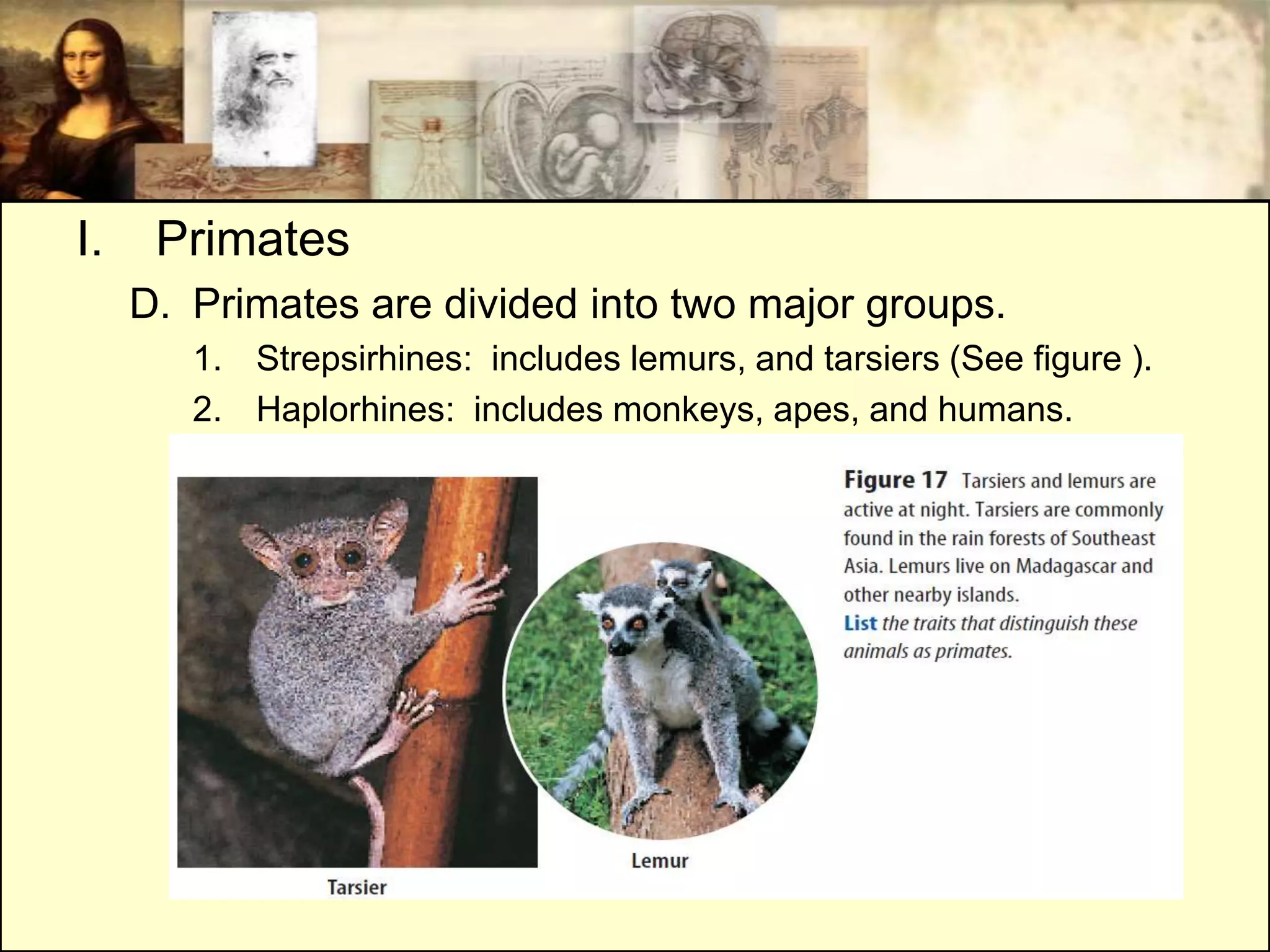 Chapter 6 section 3 (evolution of primates) | PPTX | Geology | Science